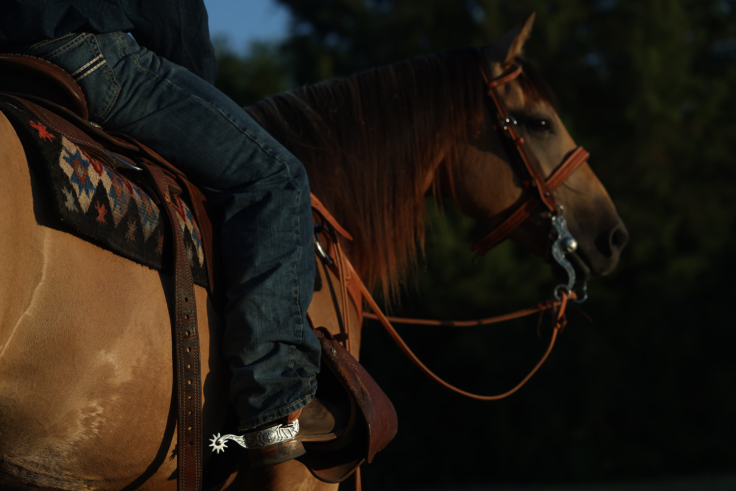 Spider Collection - Cowboy Tack