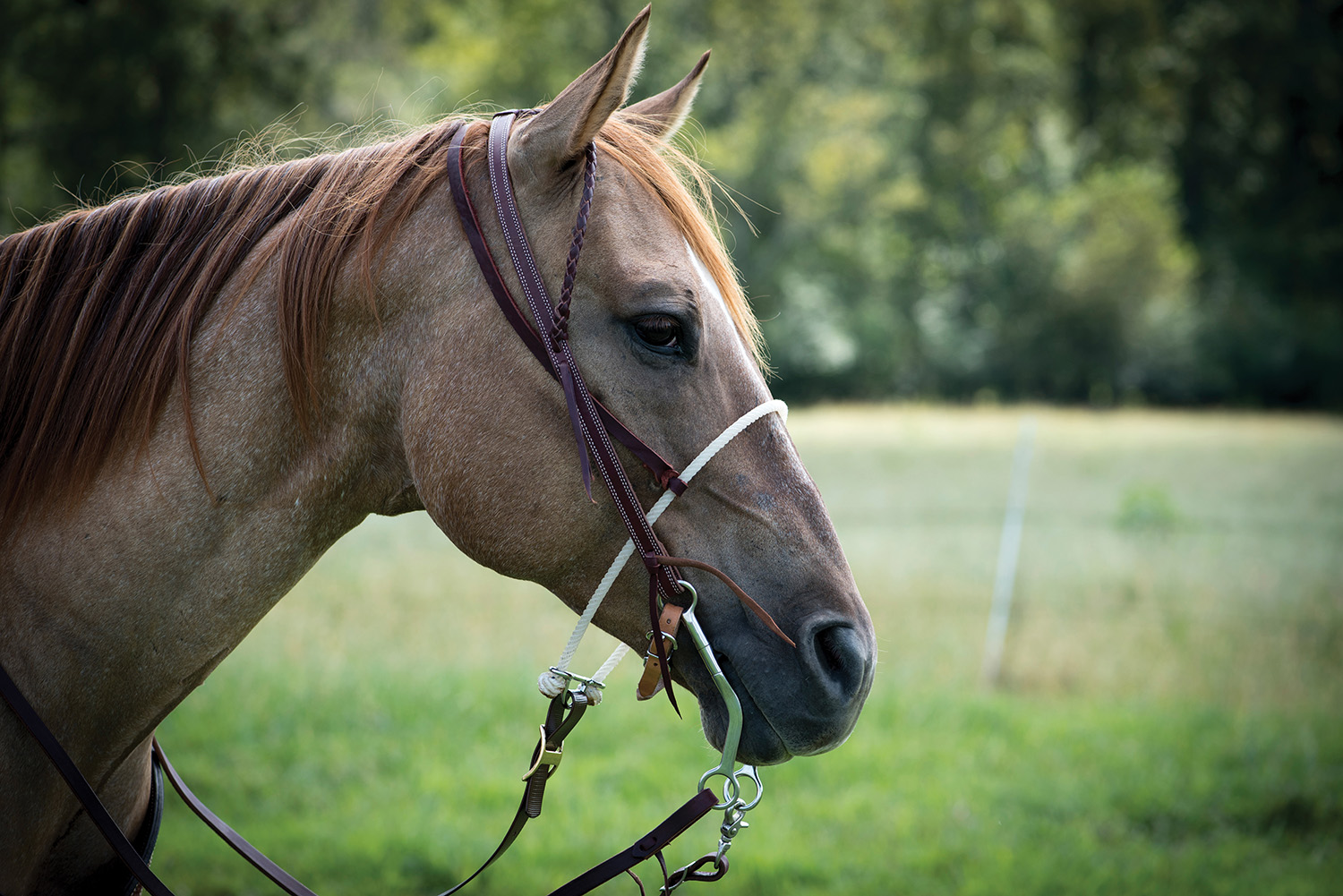 Performer Collection - Cowboy Tack